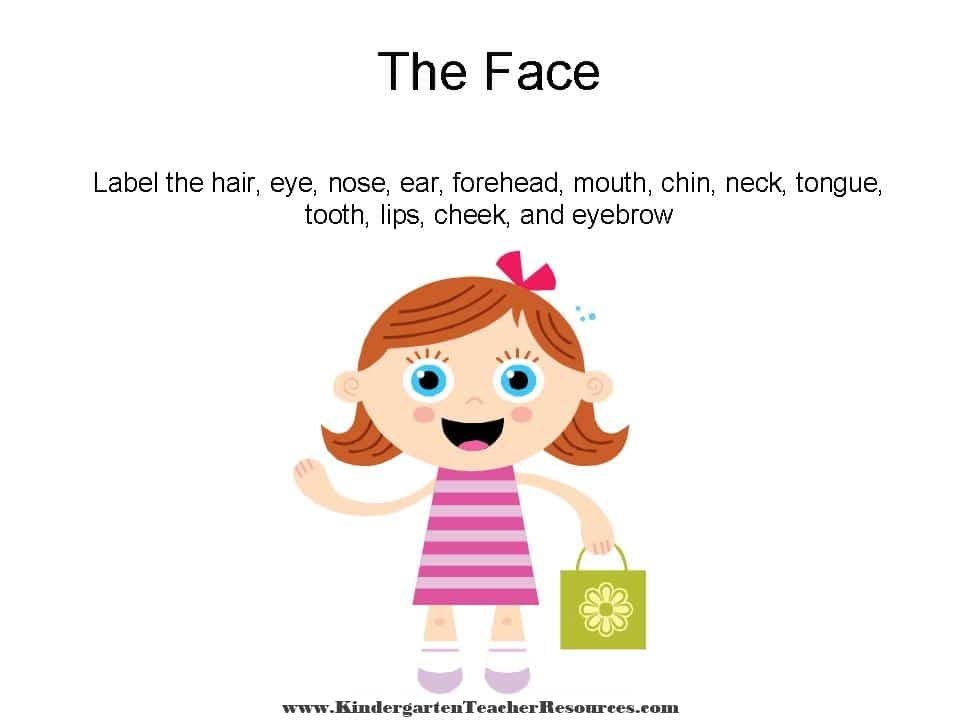 Facial Features Worksheets